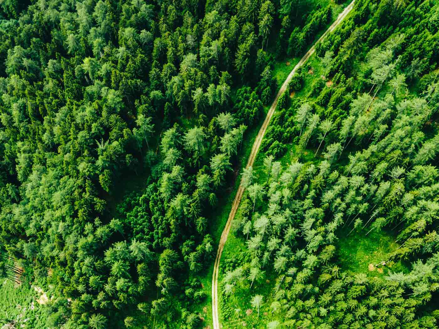 Impronta Sostenibile: Il Futuro del Settore Assicurativo | NTT DATA